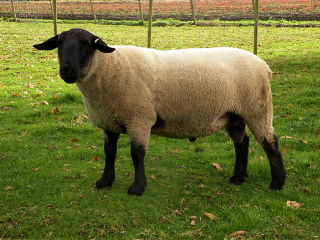 Lower Mainland Sheep Breeds – Lower Mainland Sheep Producers Association