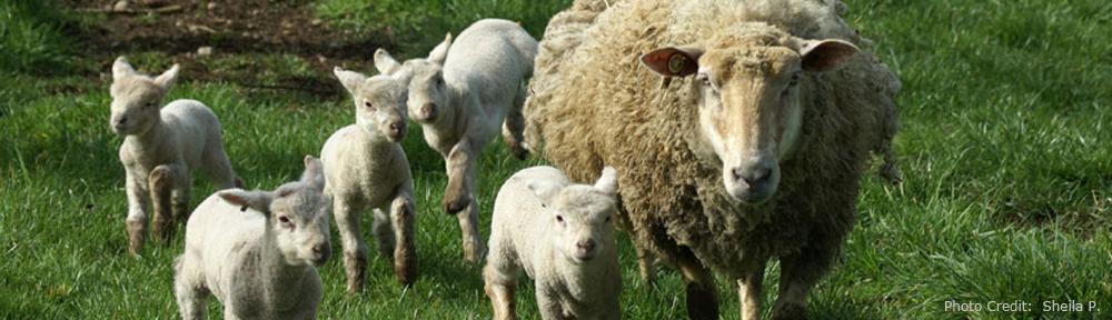 Lower Mainland Sheep Producers Association