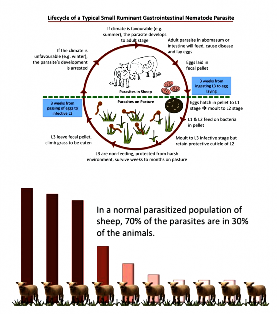 Education – Lower Mainland Sheep Producers Association